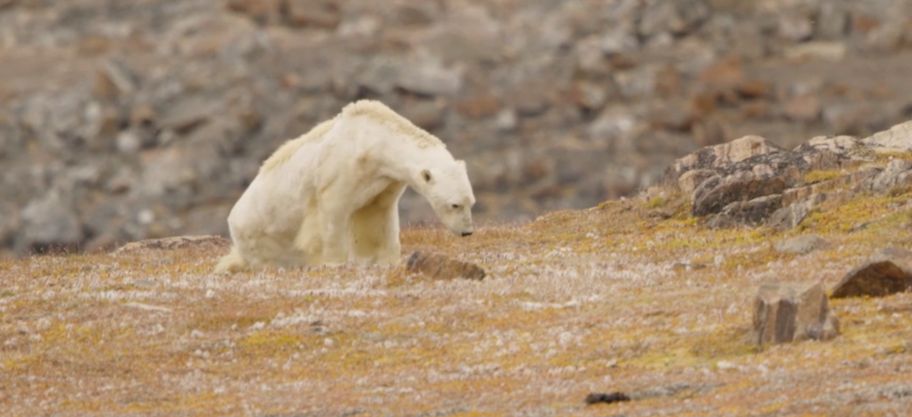 National Geographic: un urs polar extrem de slăbit ne arată efectele ...