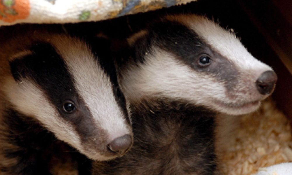 O familie de bursuci din Parcul Natural Lunca Mureșului, vedetă pe ...
