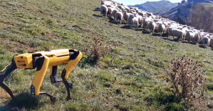 VIRAL: Un câine robot are grijă de o turmă de oi – VIDEO : VIRGIN RADIO ...