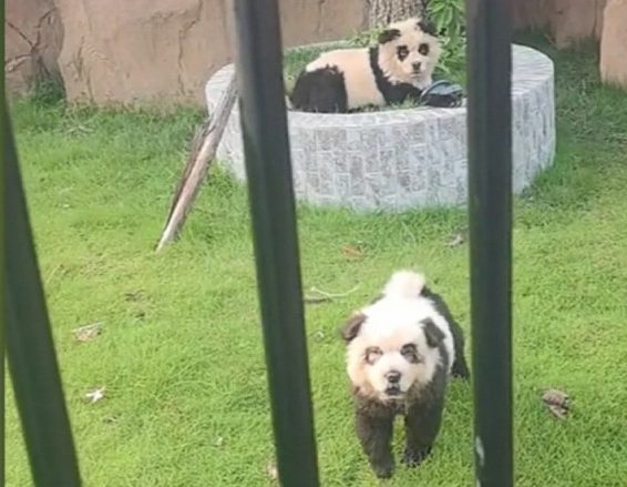 Prinși cu câinele vopsit: O grădină zoologică din China recunoaște că ...