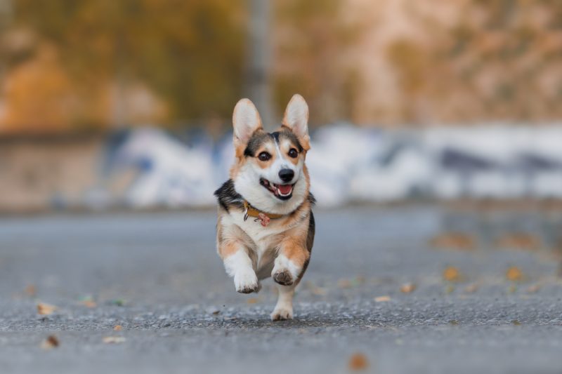 [BREAKFAST] Fu Zai, primul câine polițist corgi din China, erou online ...